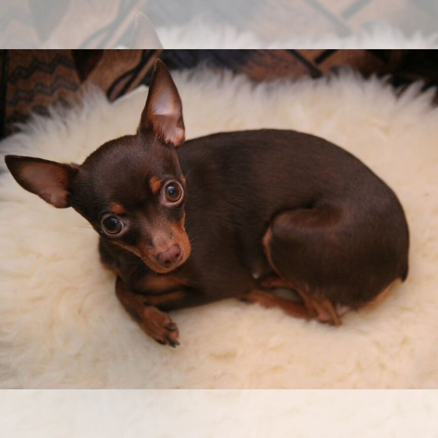 Русский той-терьер, щенок