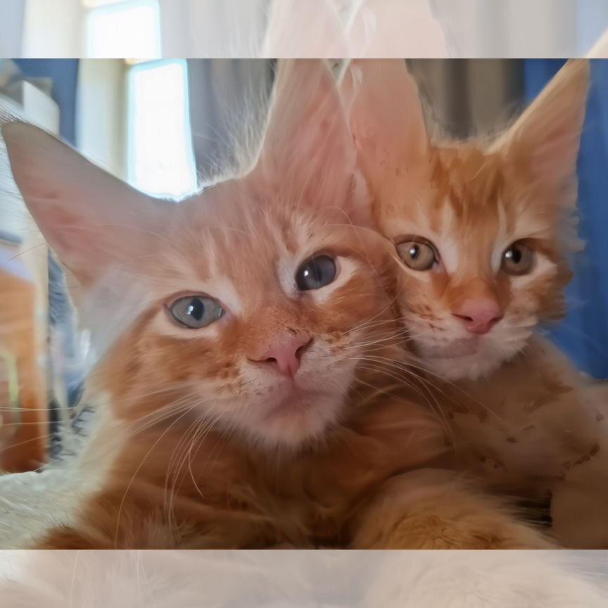 Мейн-кун котёнок