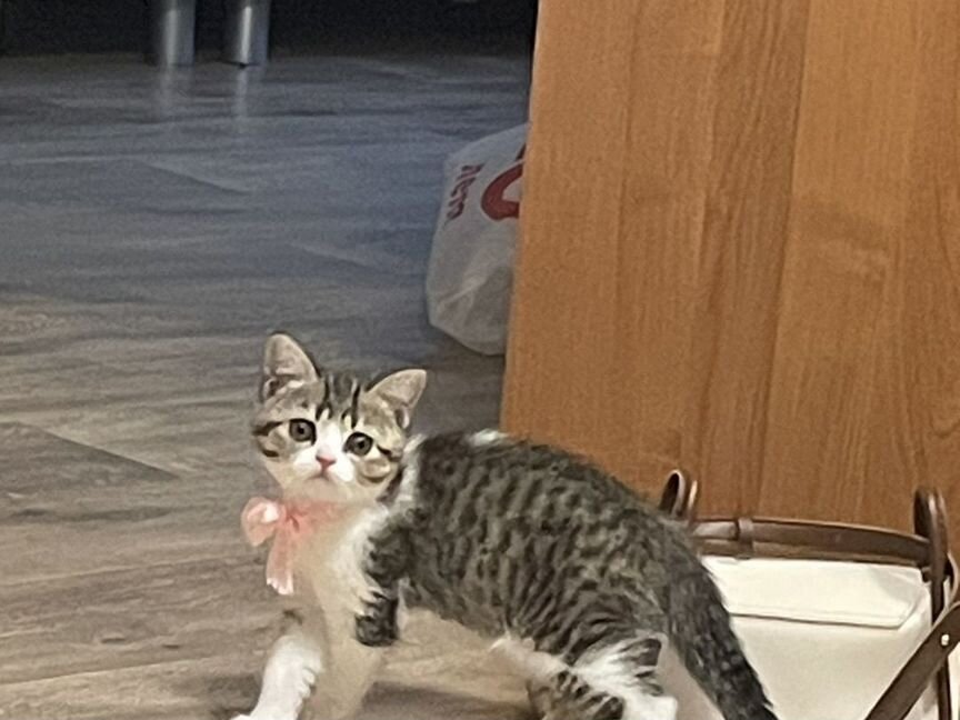 Шотландский котенок
