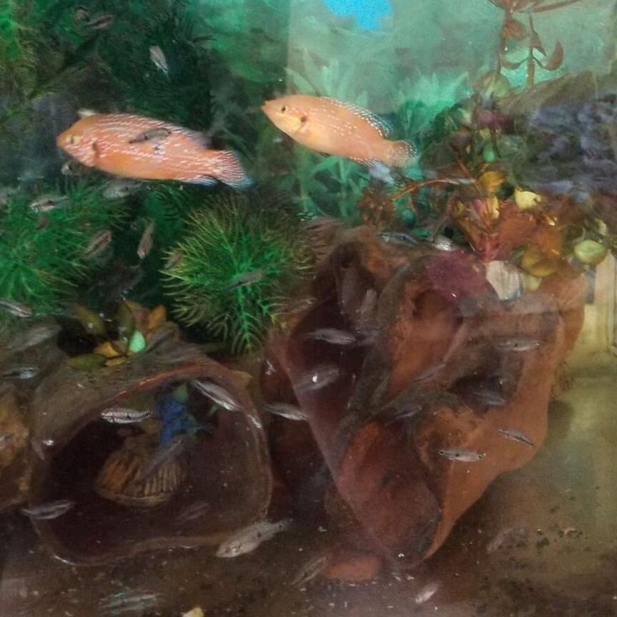 Хромис красавец красный