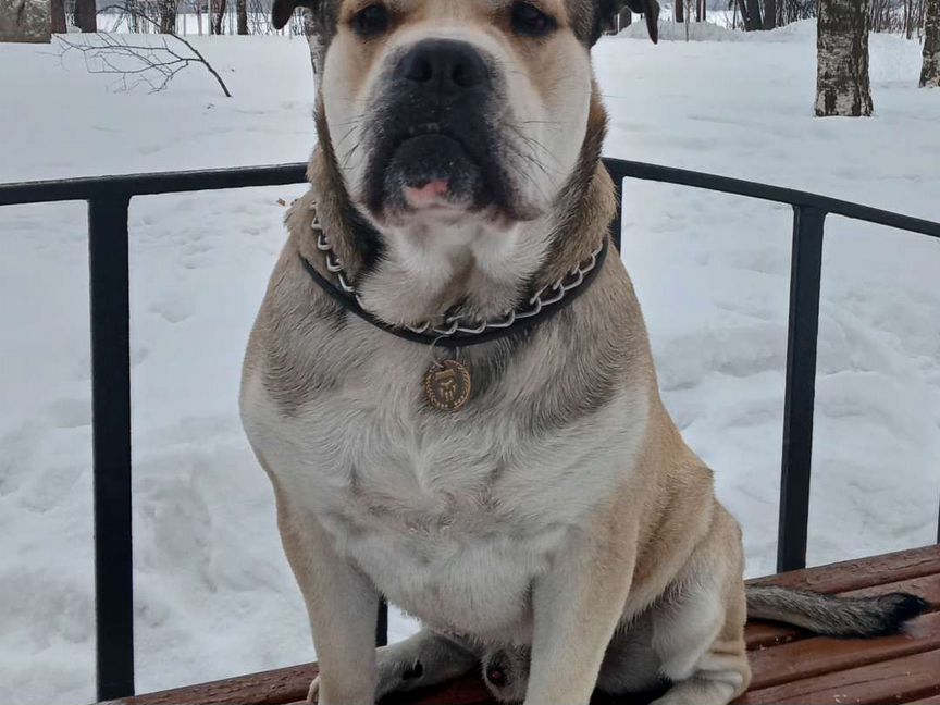 Ка де бо кобель вязка