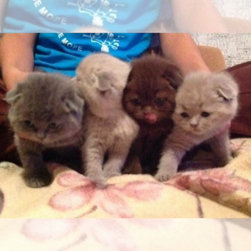 Шотландский вислоухий короткошёрстный котёнок