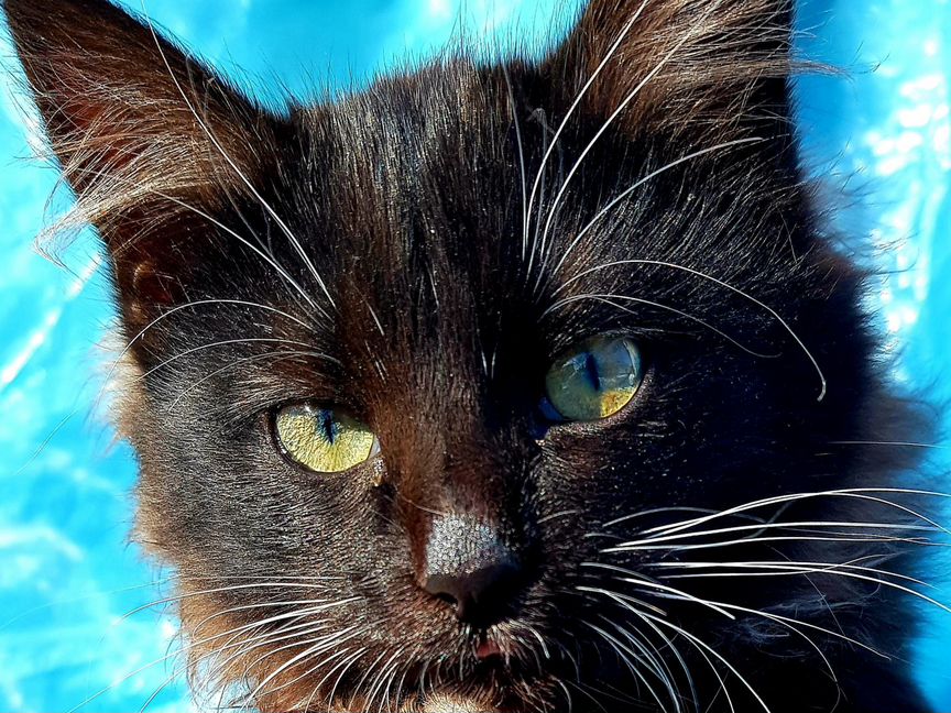 Домашние животные котята