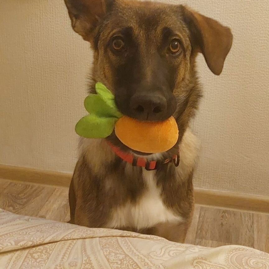 Супер девочка ищет дом