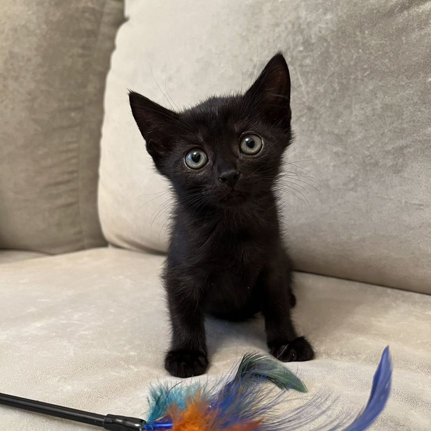 Бэтмен Котенок мальчик 2 мес