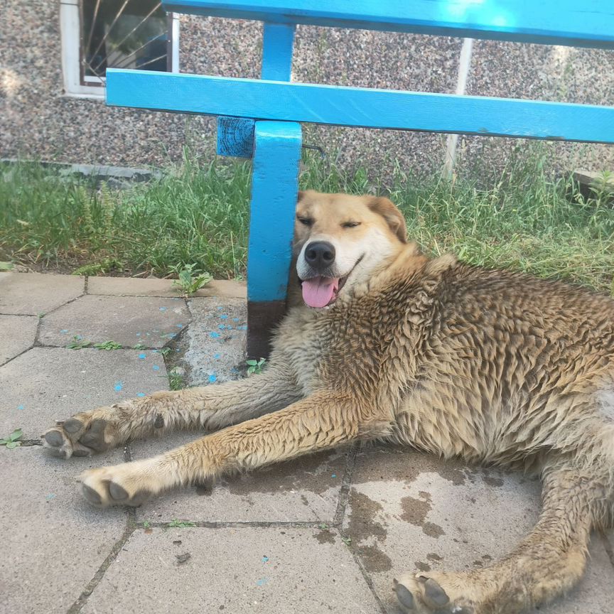 В добрые руки