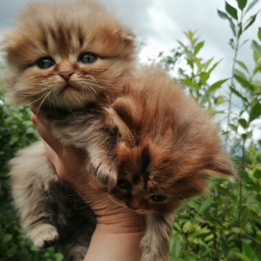 Шотландский рыжик