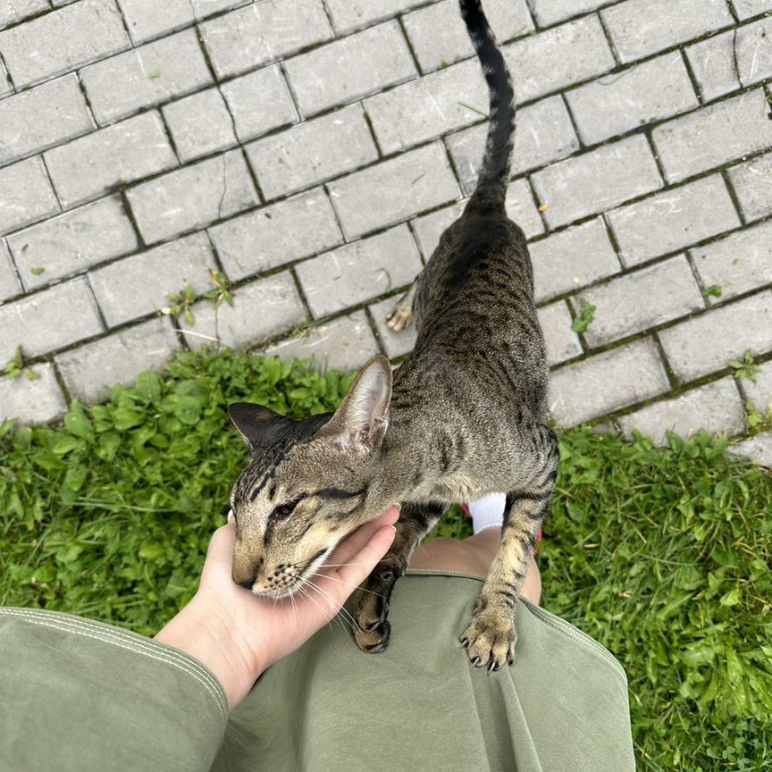 Кот оринтал серый