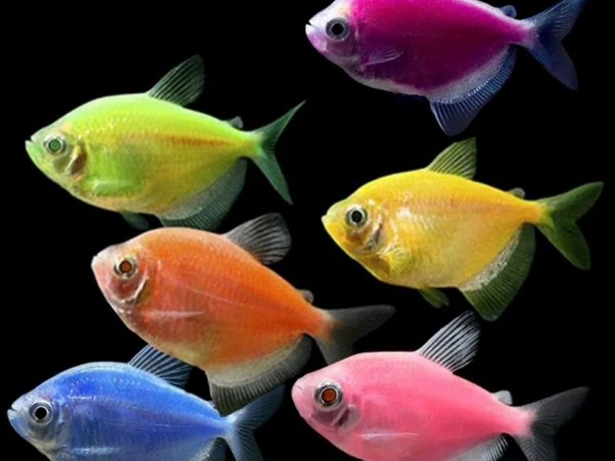 Рыба в аквариум