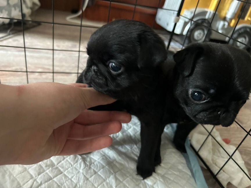 Щенки мопса