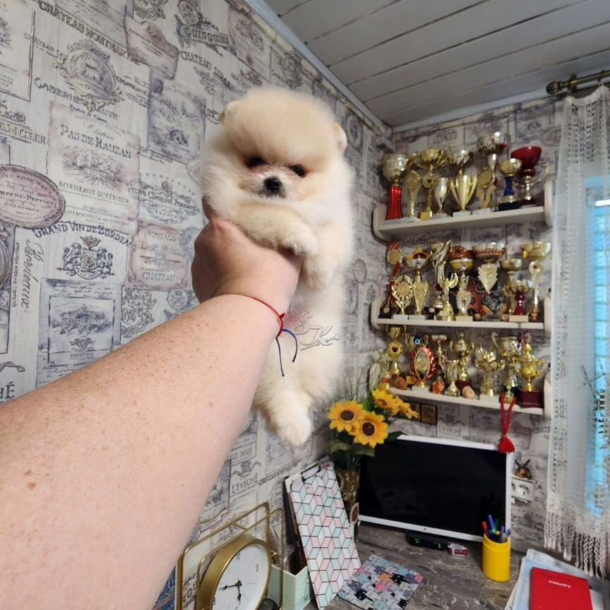 Померанский шпиц