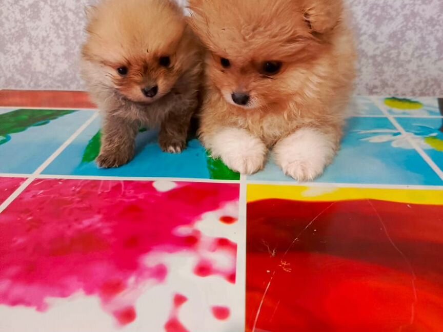 Шпице-мальчики