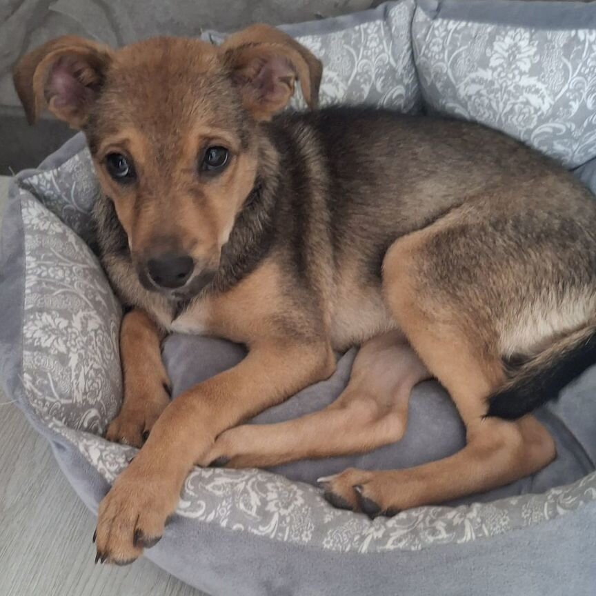 Щенок в добрые руки