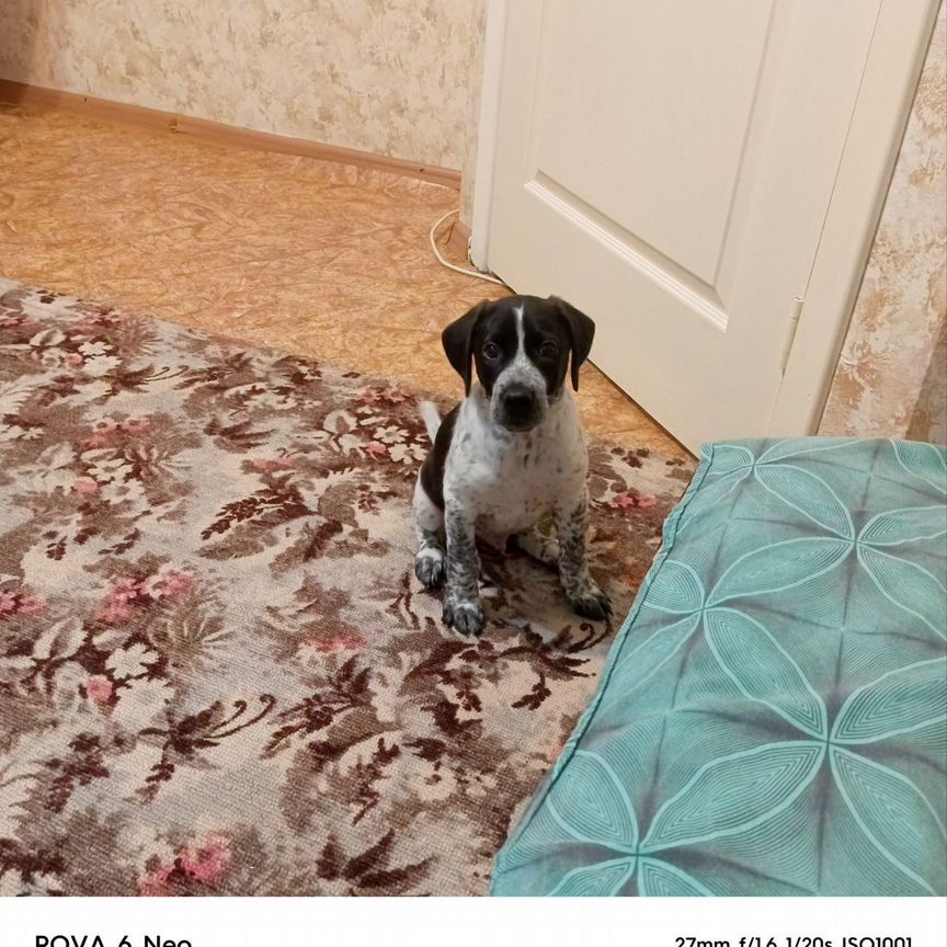 Одам бесплатно собаку