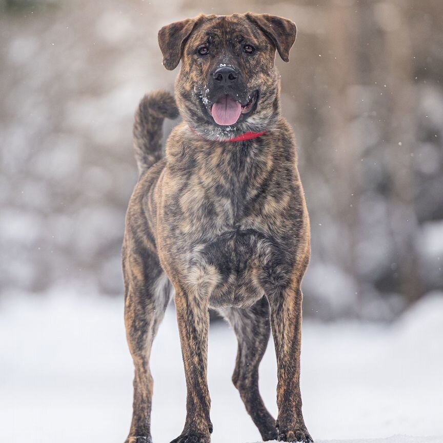 Взрослая собака в добрые руки