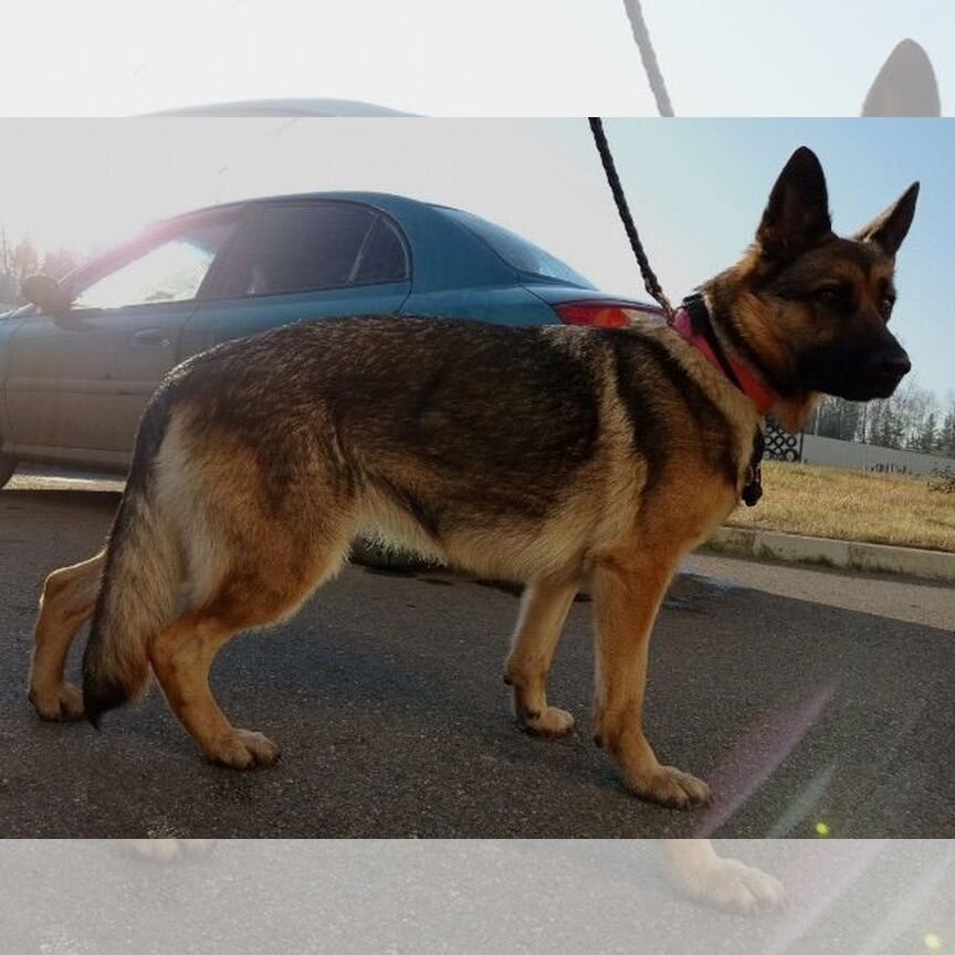 Немецкая овчарка, взрослая собака