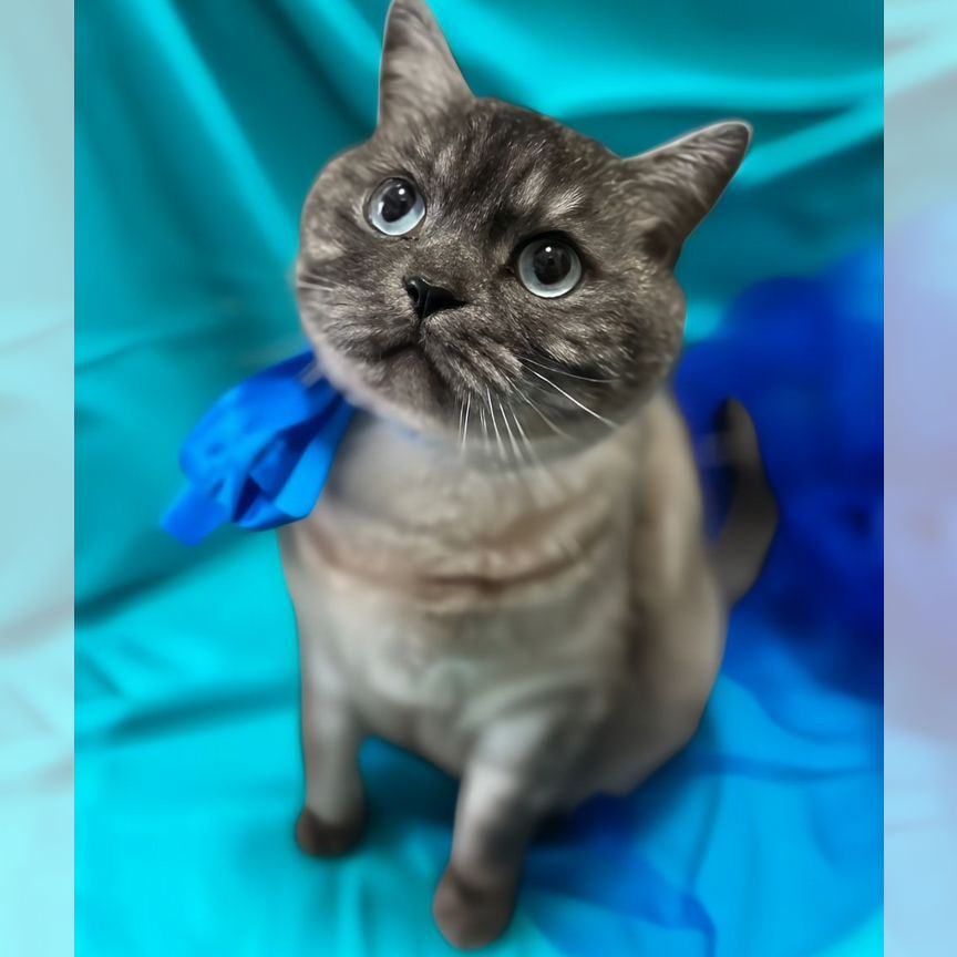 Взрослый кот в добрые руки