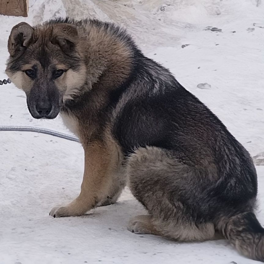 Немецкая овчарка, щенок