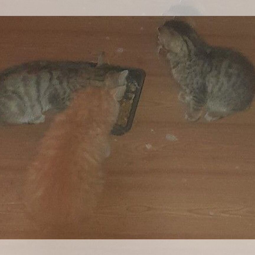 Котята в добрые руки бесплатно