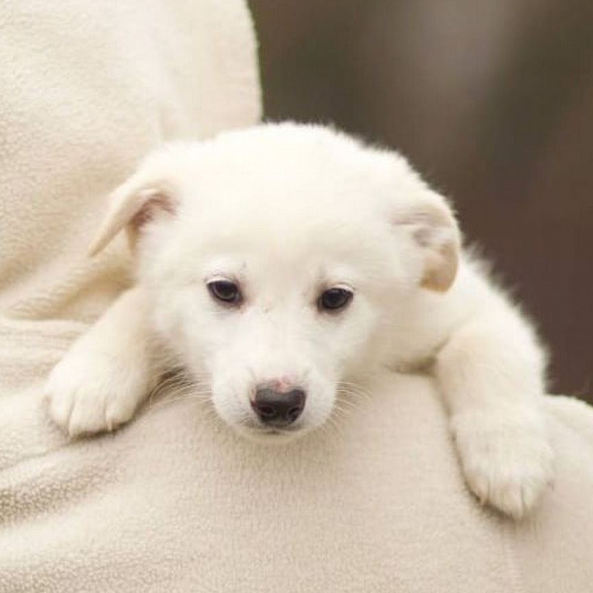 Щенок в добрые руки