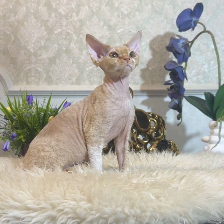 Девон-рекс котёнок