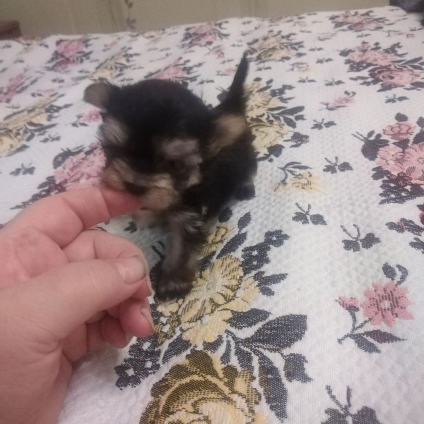 Йорик микробик