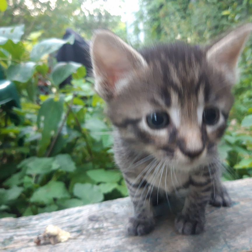 Котенок в дар бесплатно