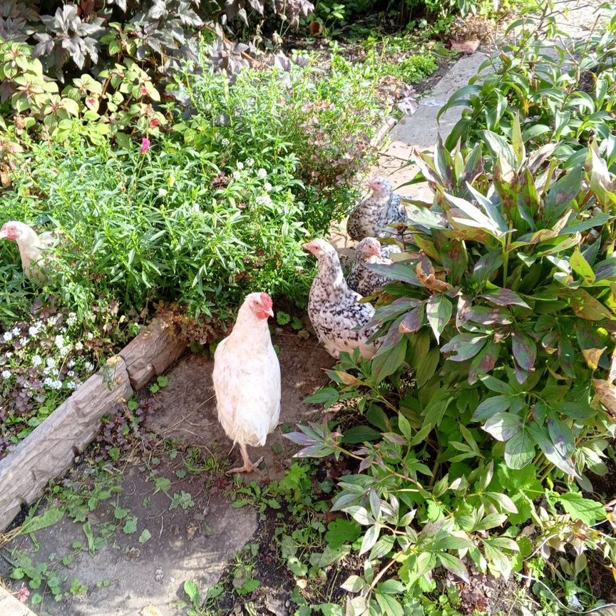 Петушки Пушкинской породы