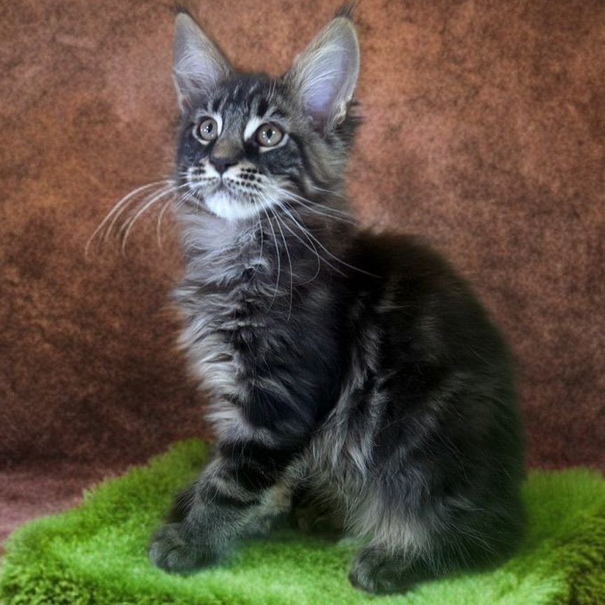 Мейн-кун котёнок