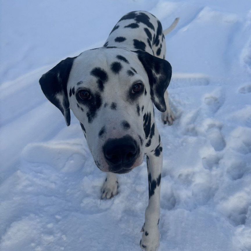 Далматин, взрослый пёс