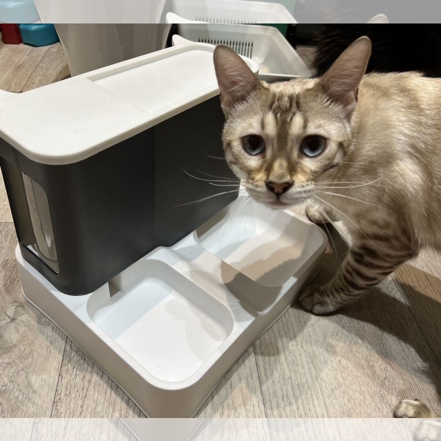 Миска для животных самопополняющаяся