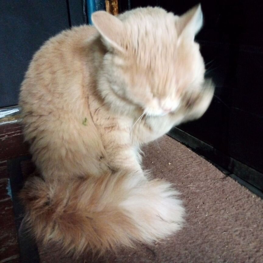 Сибирский кот, брошенный