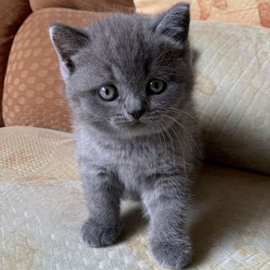 Шотландский прямоухий короткошёрстный котёнок
