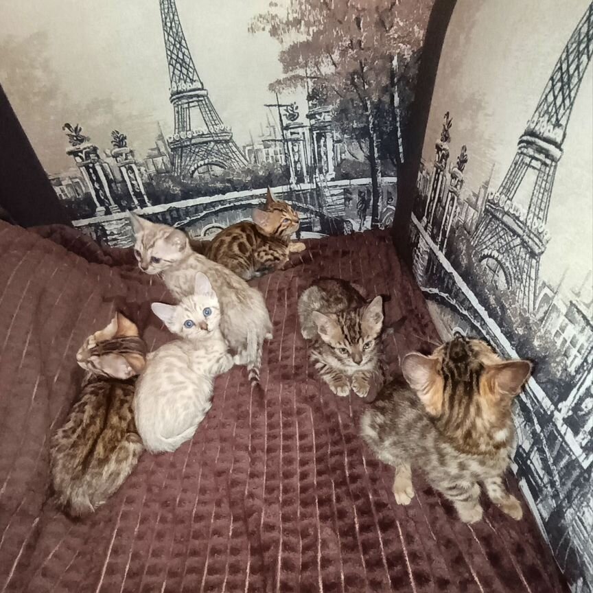 Бенгальские котята