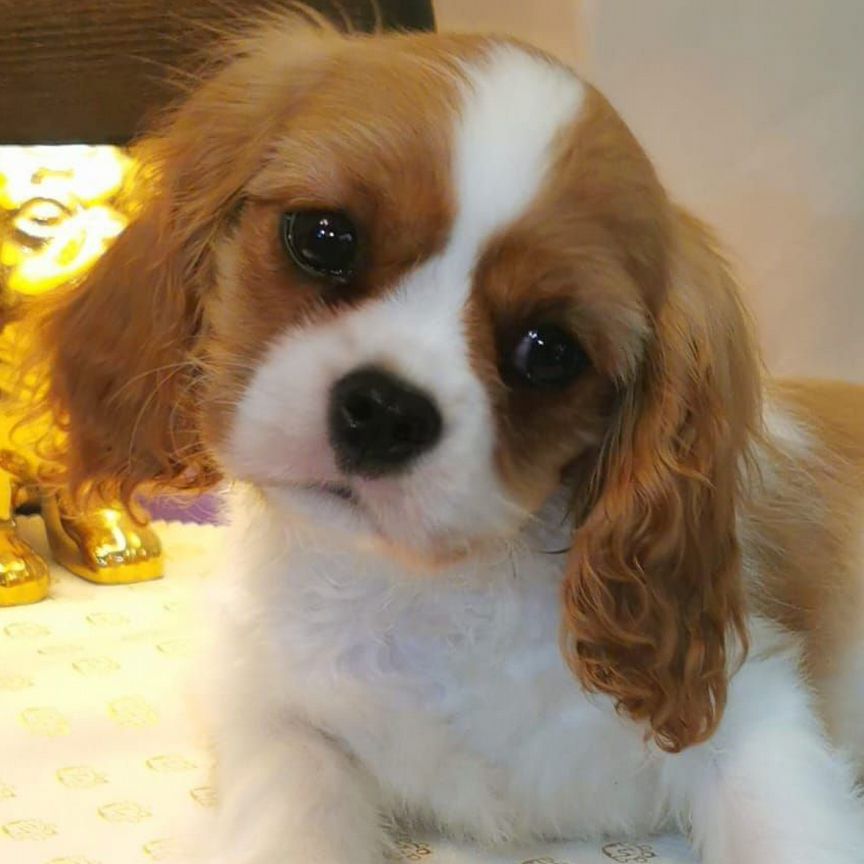 Кавалер кинг-чарльз-спаниель, щенок