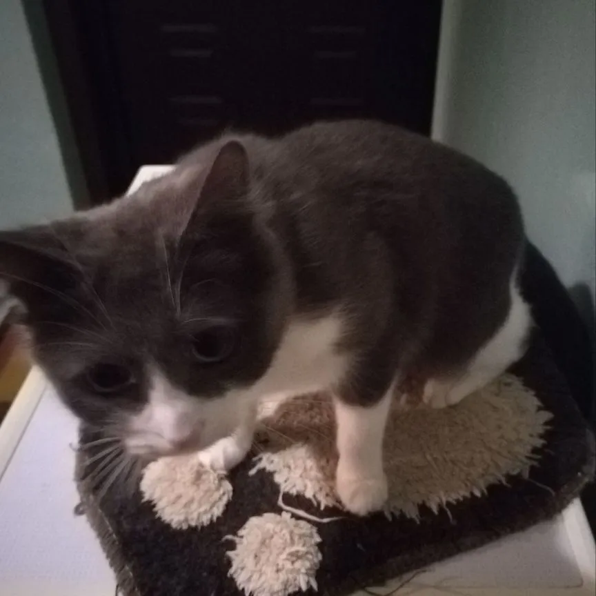 Кошка, Муха