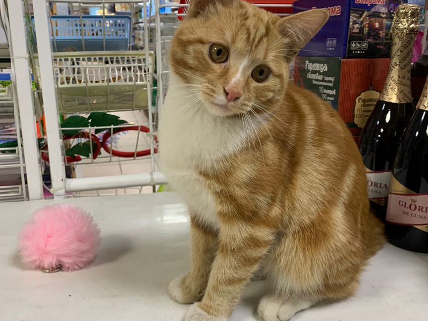 Котенок в добрые руки