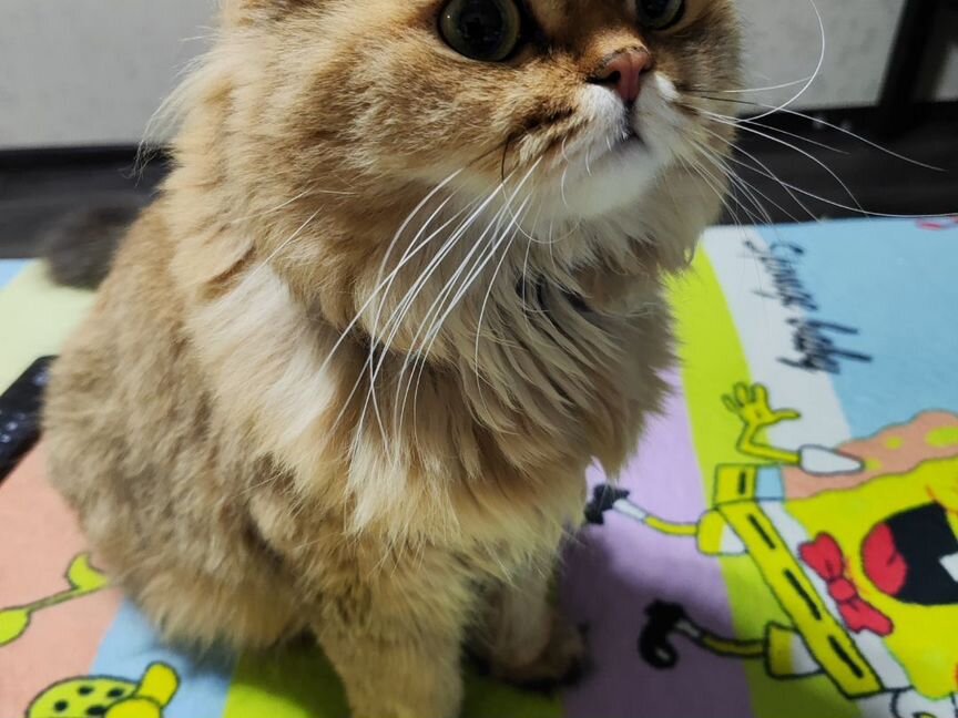 Золотая шиншила Кот