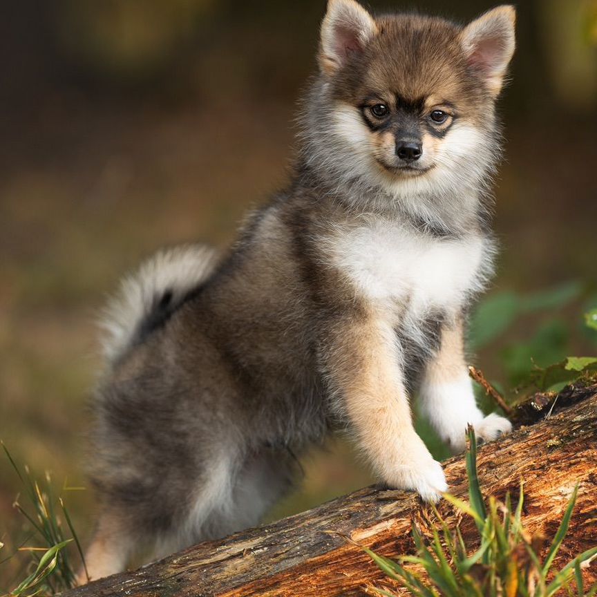 Помски из Южной Кореи (Сеул)