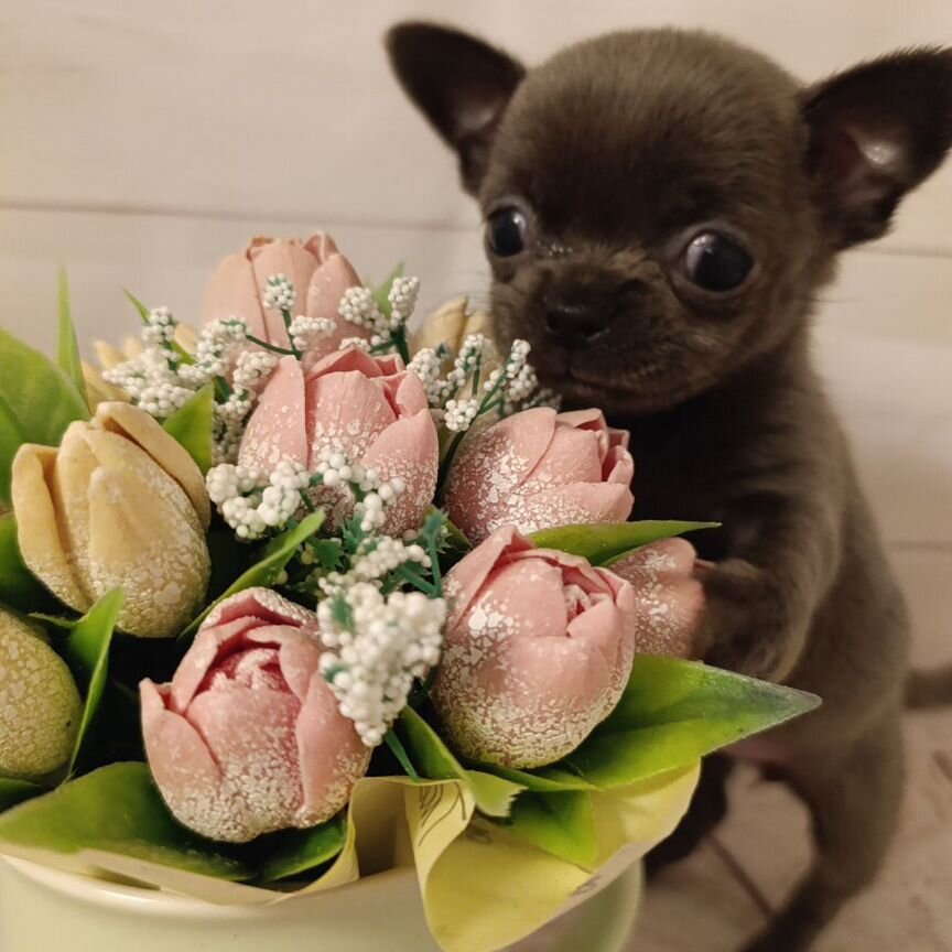 Щенки чихуахуа мини гладкошерстные