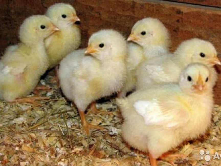 Цыплята бройлерные