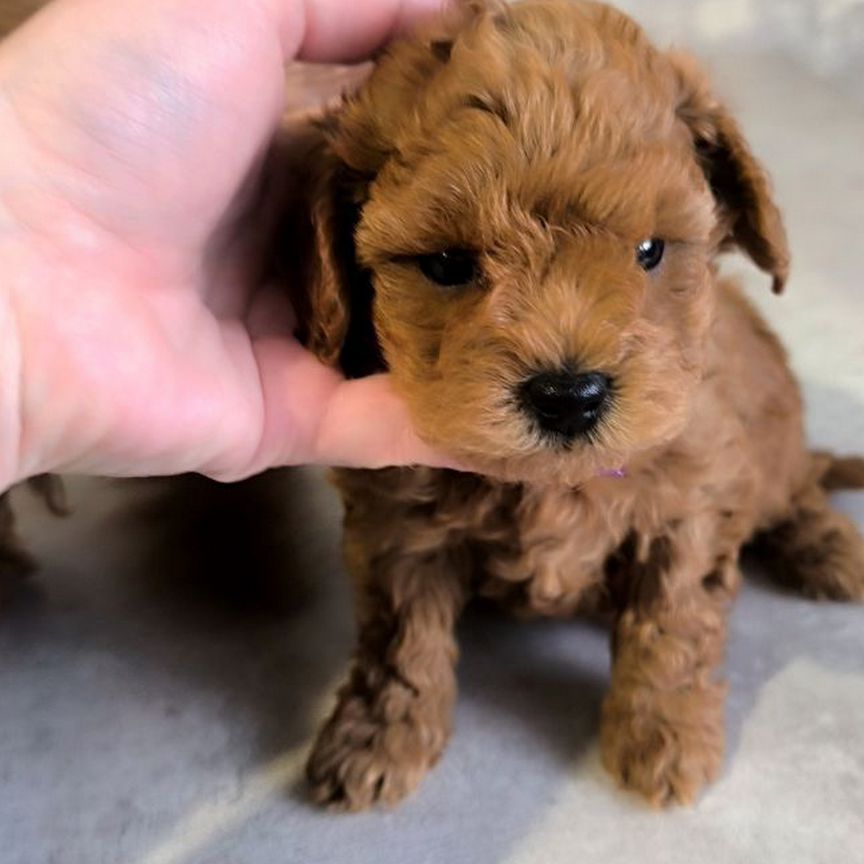 Той-пудель, щенок