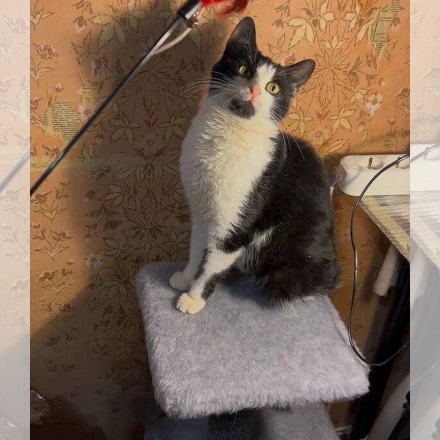 Взрослая, Девочка кошка в добрые руки