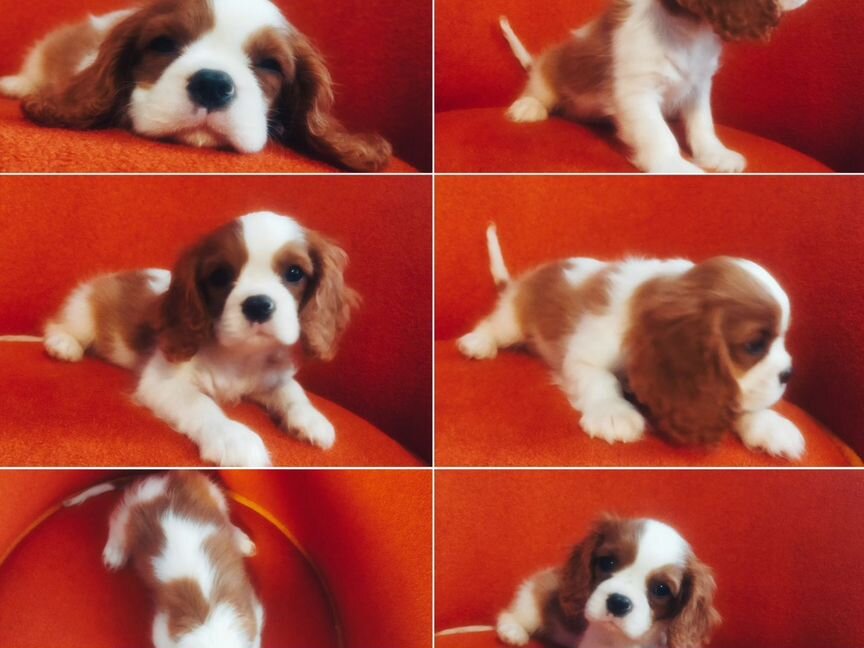 Ккчс по России РКФ