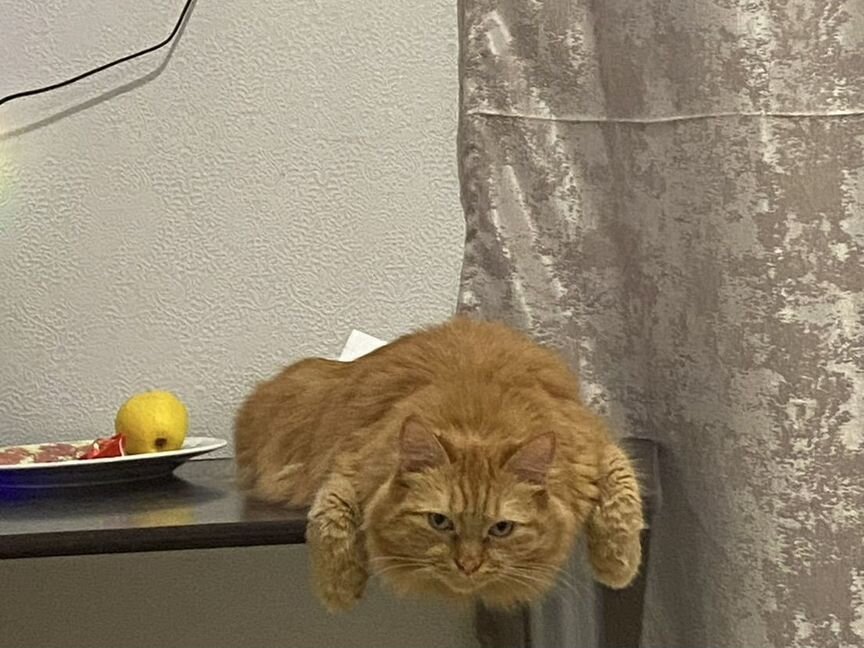 Домашние животные