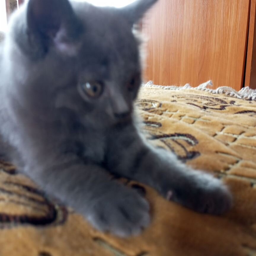 Британские котята