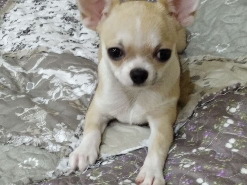 Щеночек чихуахуа мини девочка