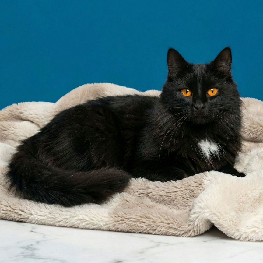 Взрослая, кошка в добрые руки