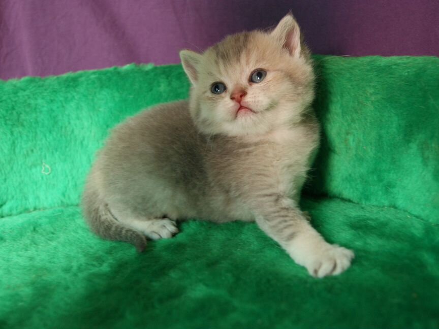 Шотландские котята