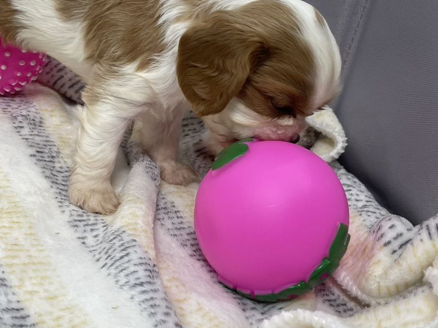 Кавалер Кинг Чарльз Спаниель